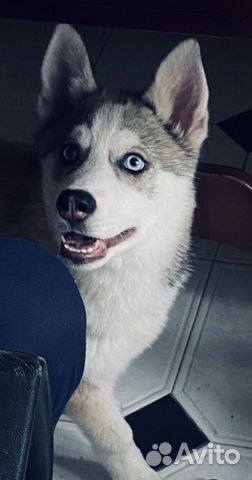 Сибирский хаски