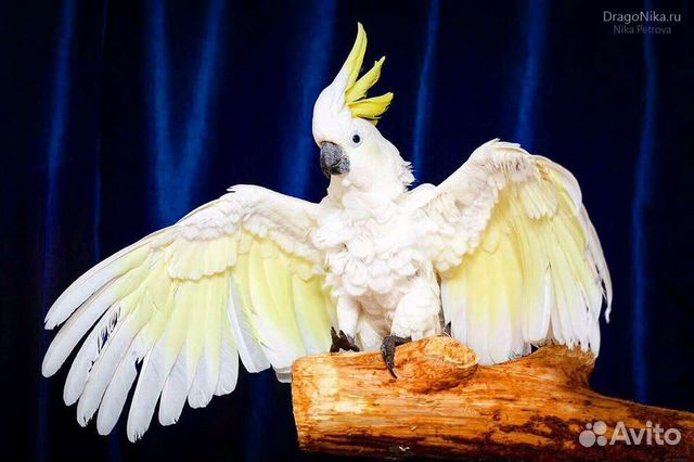 Попугай какаду