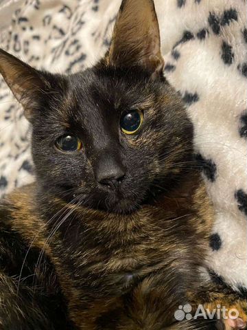Кошка