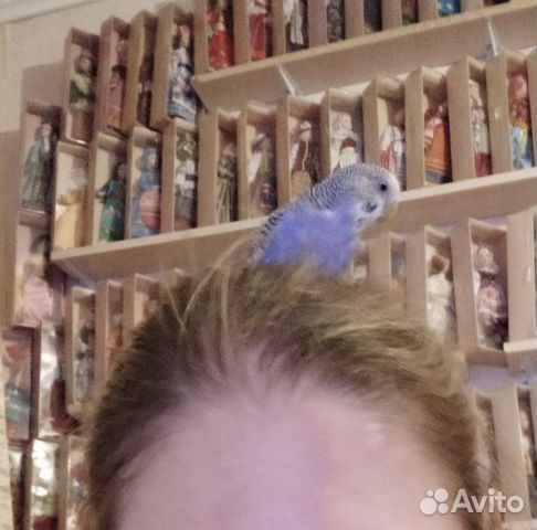 Волнистый попугай самка