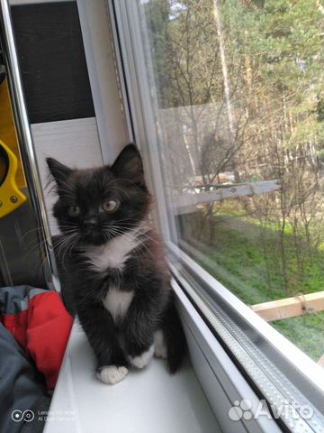 Котенок в добрые руки