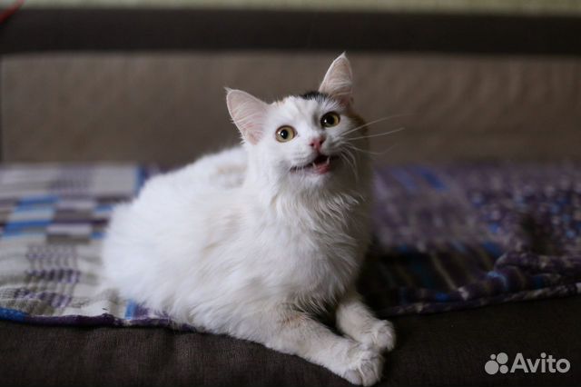 Кошка улыбака