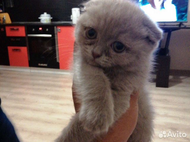 Шотландские вислоухие котенок лиловый