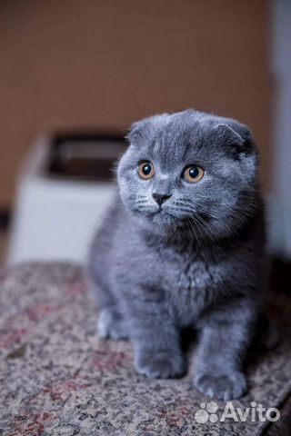 Котята шотландские вислоухие