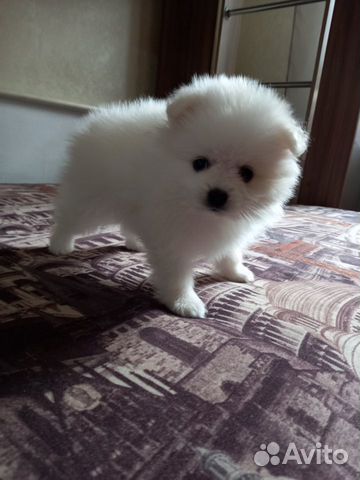 Шпицули крошки