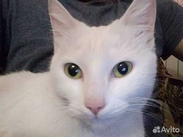 Кошка обыкновенная