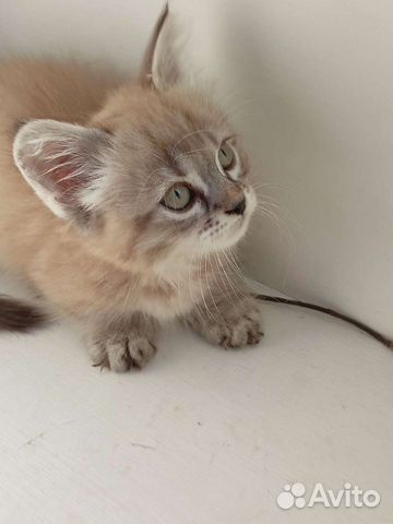 Котёнок манчкин