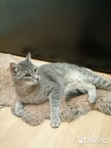 Котенок