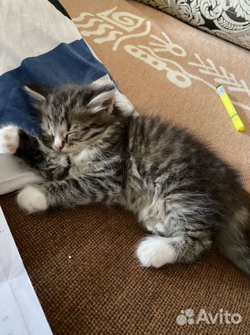 Котёнок мальчик