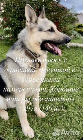 Собака