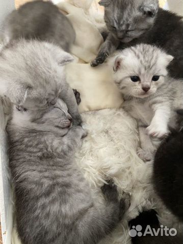 Шотландские вислоухие котята