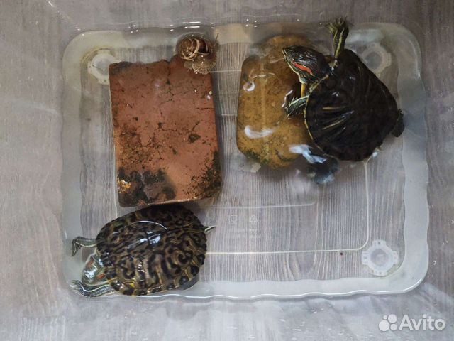 Земноводные черепашки