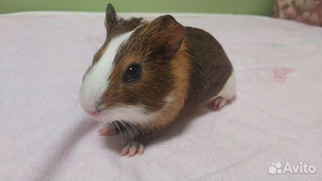 Морская свинка