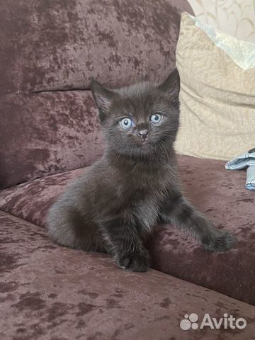 Котёнок британец окрас чёрный мрамор