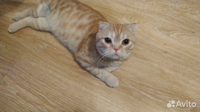 Уютный кот Марсик ищет дом