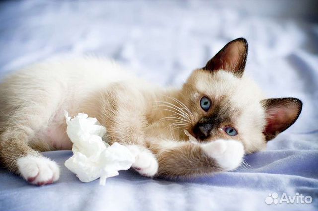 Сноу шу редкая порода)