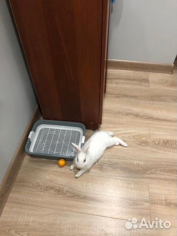 Отдаю кролика