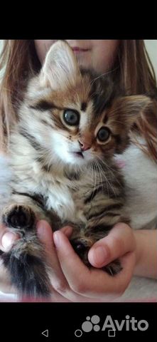 Котята в добрые руки бесплатно