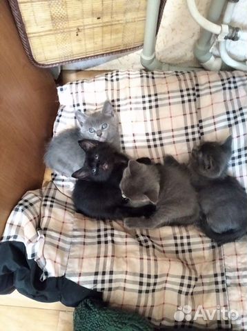 Котята в добрые руки