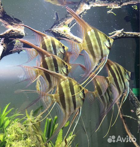 Рыбка Альтумы