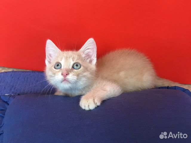 Котенок метис, привит