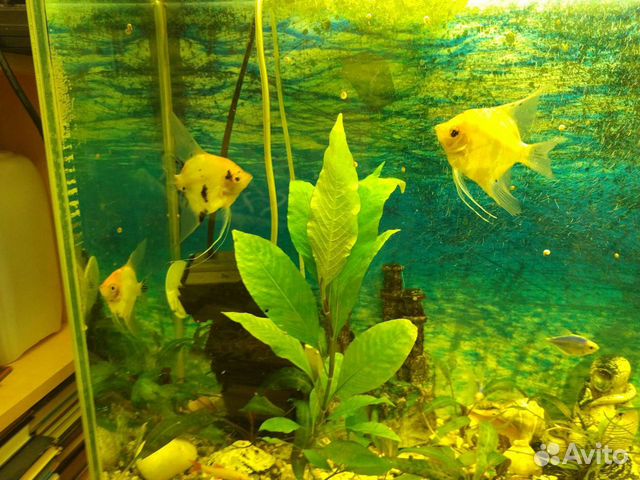 Рыбки в аквариум