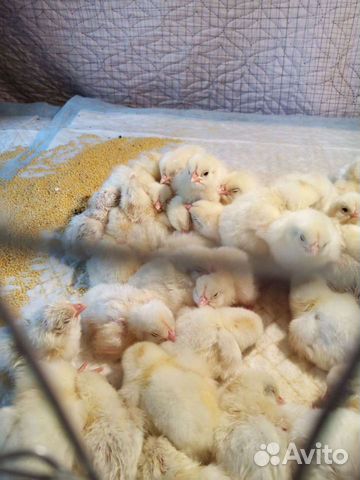 Цыплята, несушки Декалб