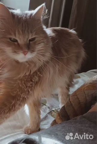 Кот в добрые руки