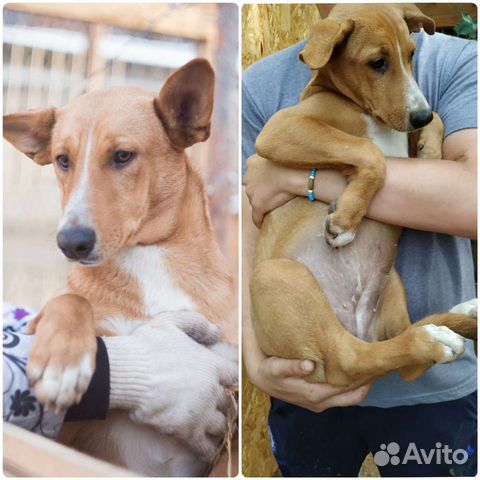 Глори в добрые ручки