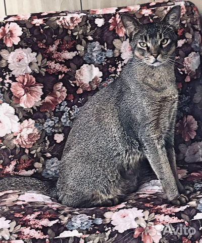 Кот Чаузи Ф2