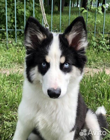 Щенки якутской лайки