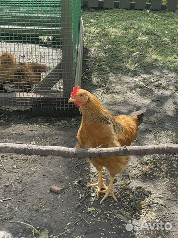 Петух