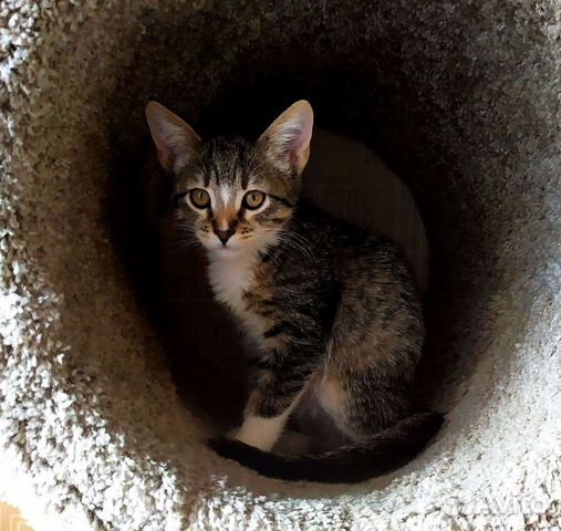 Кошка 2,5 месяца