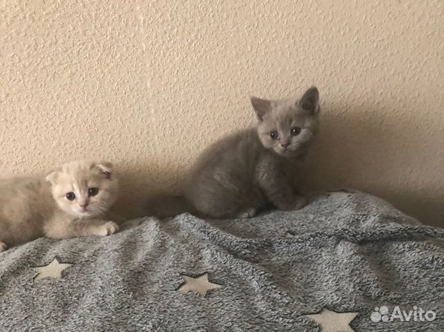 Шотландские вислоухие котята