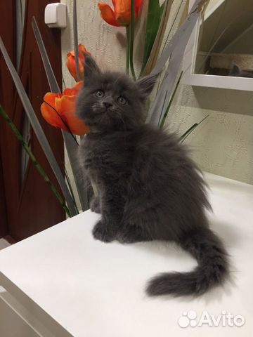 Голубой солид. Котик