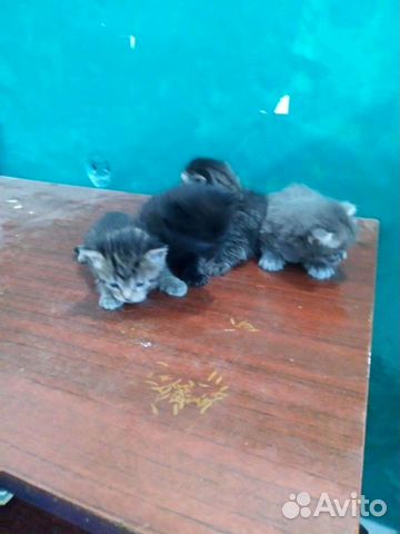 Красивые котятки