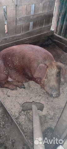 Свинка Дюрок