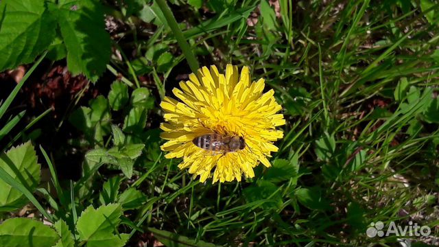 Матки плодные Бакфаст и Карника