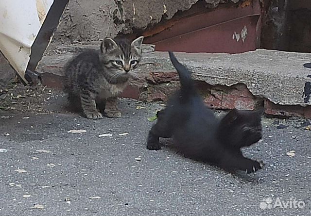 Котятки с ладошку прижались к кошке