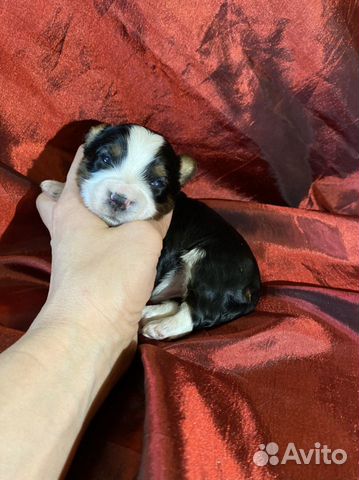 Бивер мальчишки