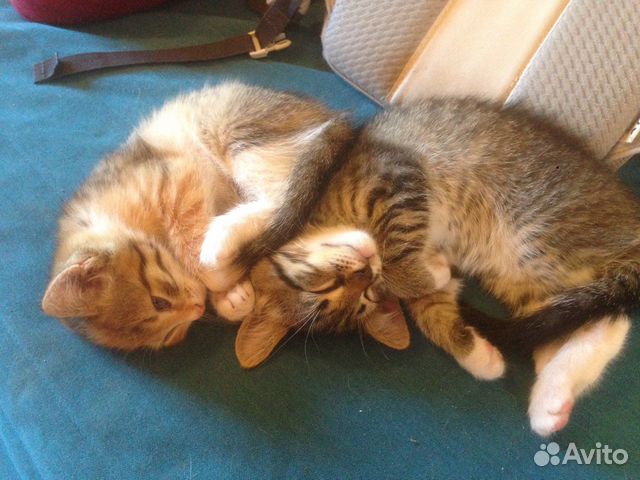 Котята 1,5 мес