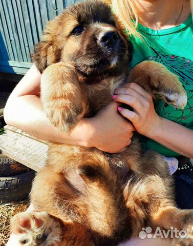 Лучший друг,охранник