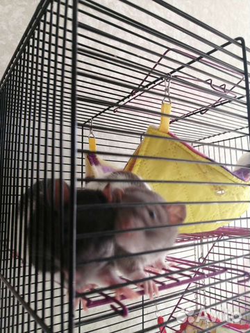 Декоративная крысы