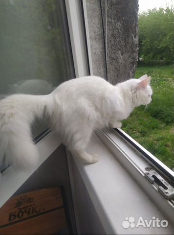 Отдам кошку в добрые руки