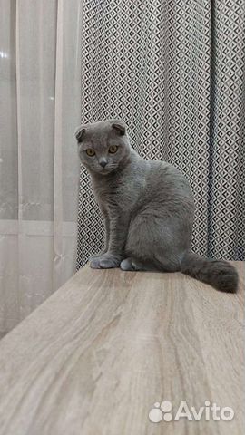 Кошки шотландцы вислоухие бесплатно