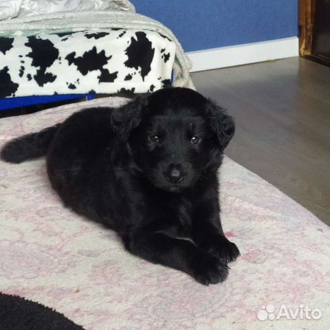 Щенок в добрые руки бесплатно