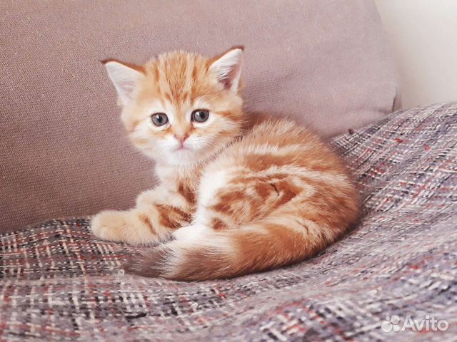 Шоколадные золотые бурундучки