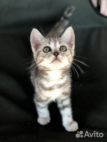Британские котята