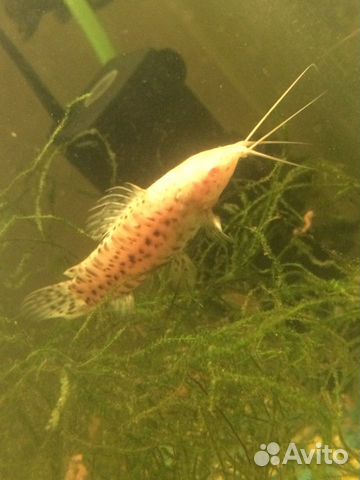 Сом таракатум