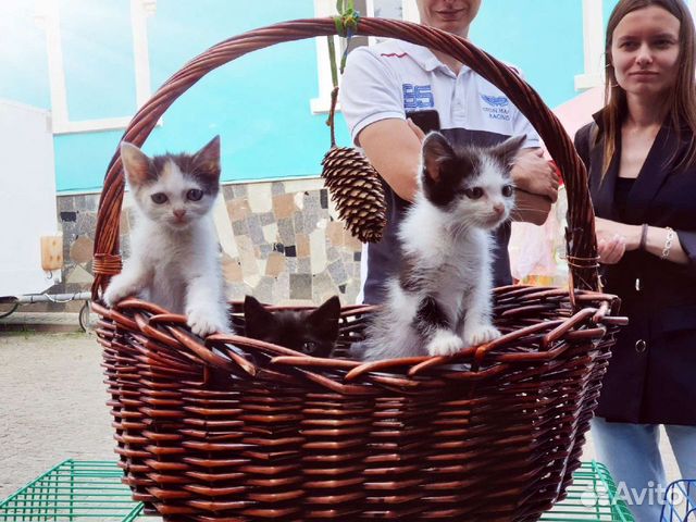 Котята в добрые руки